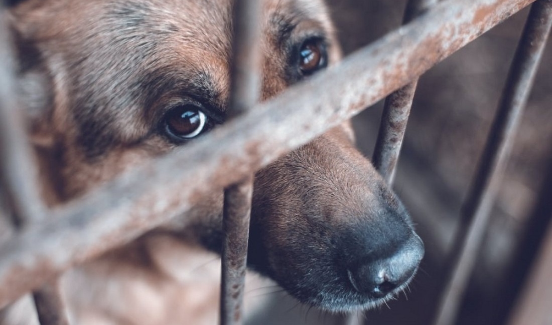 Piden incorporar maltrato animal como delito en el Código Penal - El ...